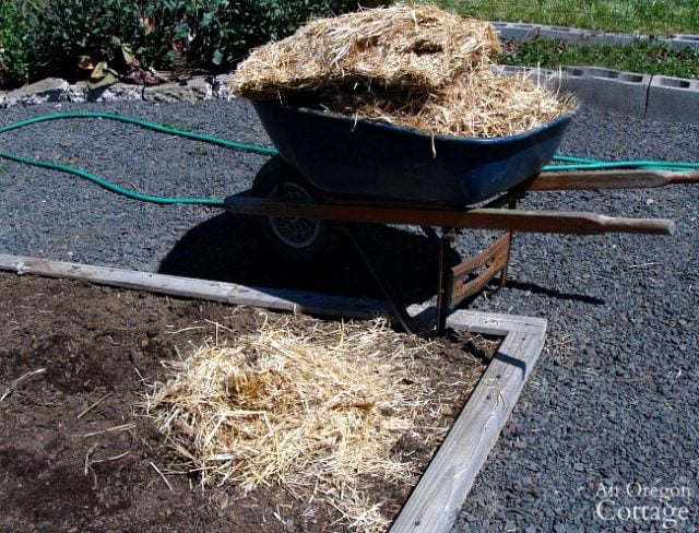 Planting Potatoes The Easy Way with Straw - An Oregon Cottage