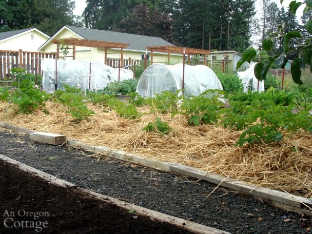 Planting Potatoes The Easy Way with Straw - An Oregon Cottage