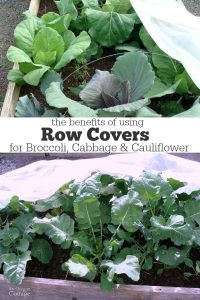 Benefits of Using Row Covers for Broccoli, Cabbage & Cauliflower - An ...