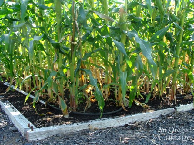 How To Plant Corn Weed Free (Really!) - An Oregon Cottage