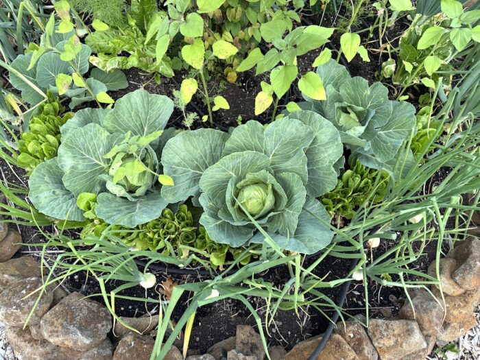 Benefits of Row Covers for Broccoli, Cabbage & Cauliflower - An Oregon ...