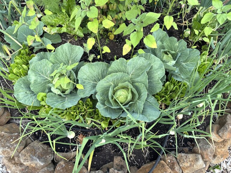 Benefits of Row Covers for Broccoli, Cabbage & Cauliflower - An Oregon ...