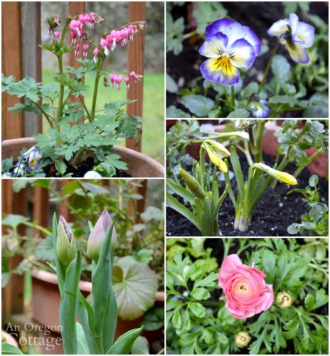 Ideas & Tips to Refresh Your Flower Pots For Spring - An Oregon Cottage