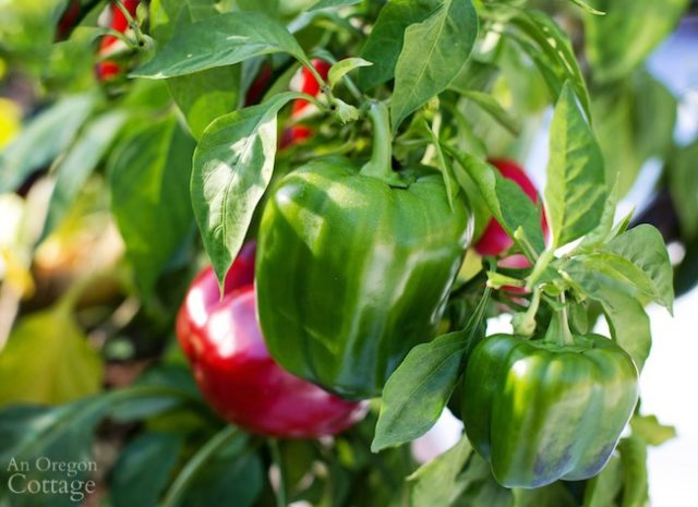 The Ultimate Sweet Pepper Guide: Grow, Harvest, Cook & Preserve - An ...