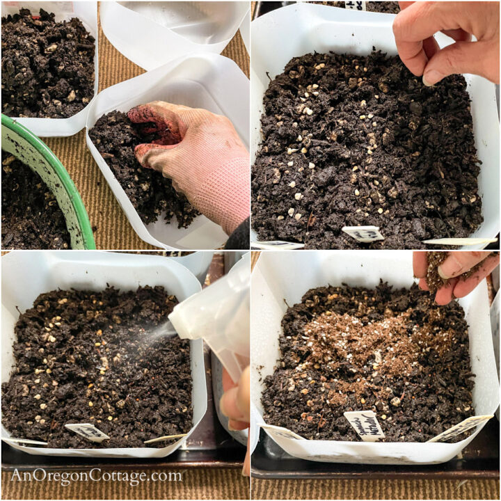 Milk Jug Winter Sowing Tutorial - How, When & What to Plant - An Oregon ...
