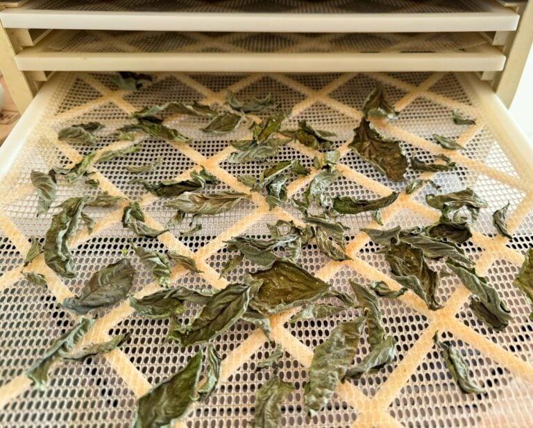 How to Dry Basil - Oven or Dehydrator - An Oregon Cottage