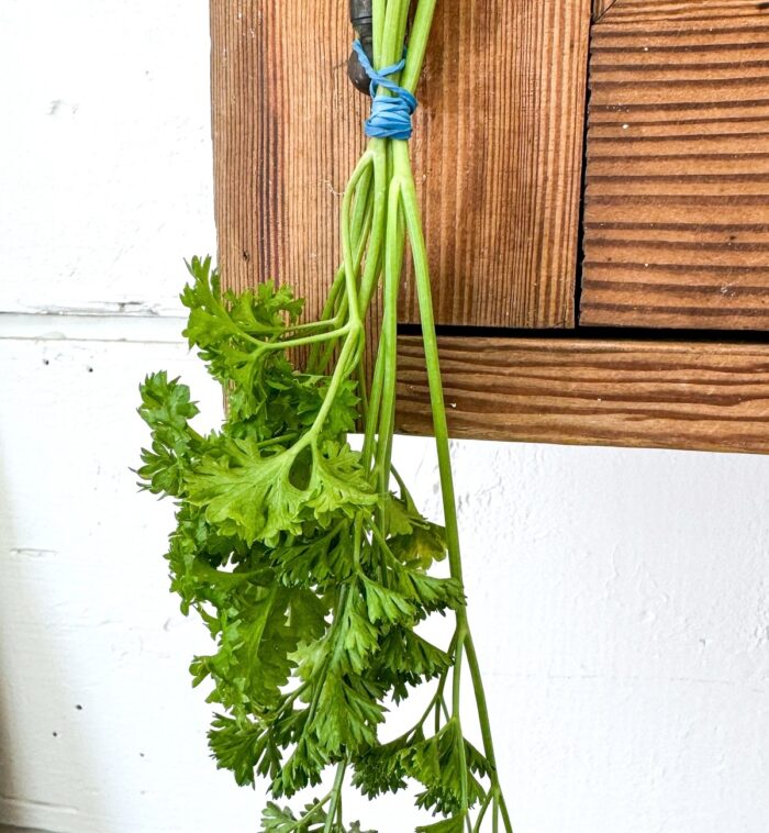 How to Dry Parsley - Oven, Dehydrator or Air - An Oregon Cottage